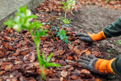 All-Natural Mulch Supplies | Fast Delivery | Perth
